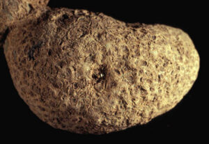 Potato: Powdery scab | Hortsense | Washington State University