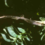 Potato: Bacterial soft rot and blackleg | Hortsense | Washington State ...