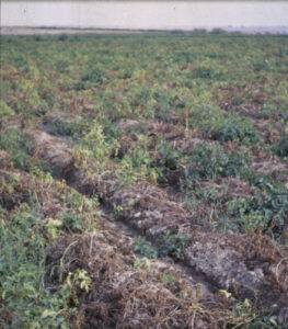 Potato: Verticillium wilt (Potato early dying) | Hortsense | Washington ...