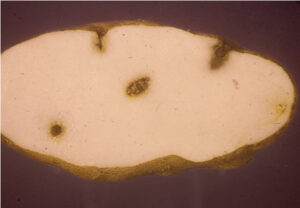 Potato: Wireworms | Hortsense | Washington State University