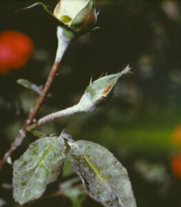 Rose: Powdery mildew | Hortsense | Washington State University