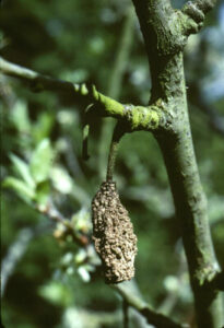 Plum, Prune (Fresh): Brown rot | Hortsense | Washington State University