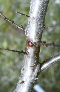 Plum, Prune (Fresh): Bacterial canker | Hortsense | Washington State ...