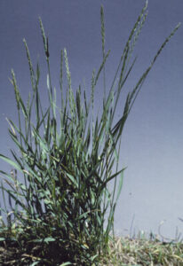 Weeds: Quackgrass – Elymus repens (Elytrigia repens, Agropyron repens ...