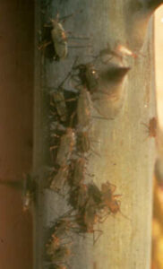 Raspberry: Aphids | Hortsense | Washington State University