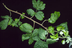 Raspberry: Boron deficiency | Hortsense | Washington State University