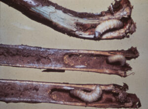 Raspberry: Raspberry crown borer | Hortsense | Washington State University