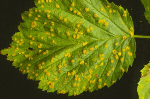 Raspberry: Yellow rust | Hortsense | Washington State University