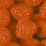 Raspberry: Yellow rust | Hortsense | Washington State University