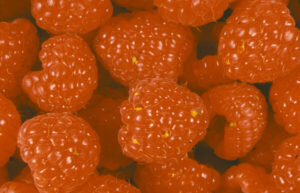 Hortsense | Washington State University