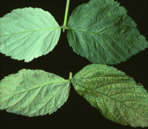 Raspberry: Spider mites | Hortsense | Washington State University