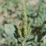 Weeds: Redroot pigweed (Rough pigweed) – Amaranthus retroflexus ...