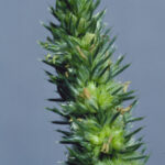 Weeds: Redroot pigweed (Rough pigweed) – Amaranthus retroflexus ...