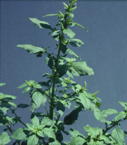 Weeds: Redroot pigweed (Rough pigweed) – Amaranthus retroflexus ...