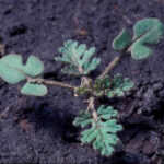 Weeds: Redstem filaree (Stork’s bill, Crane’s bill) – Erodium ...