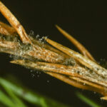 Common Diseases: Botrytis blight (Gray mold) | Hortsense | Washington ...