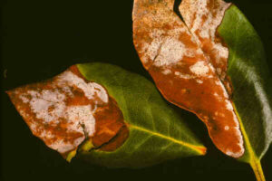 Azalea: Leaf spot | Hortsense | Washington State University