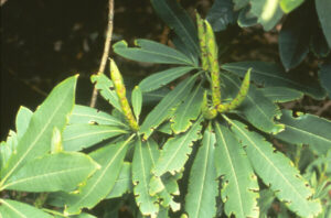 Rhododendron: Root weevils | Hortsense | Washington State University