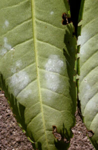 Rhododendron: Rhododendron whitefly | Hortsense | Washington State ...