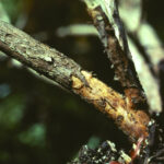 Common Insects and Mites: Root weevils | Hortsense | Washington State ...