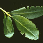 Rhododendron: Root weevils | Hortsense | Washington State University