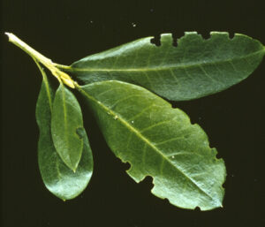 Rose: Root weevils | Hortsense | Washington State University