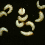 Rhododendron: Root weevils | Hortsense | Washington State University