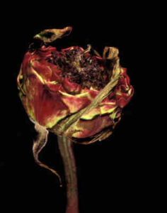 Rose: Bullheading (cold damage) | Hortsense | Washington State University