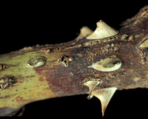 Rose: Common canker | Hortsense | Washington State University