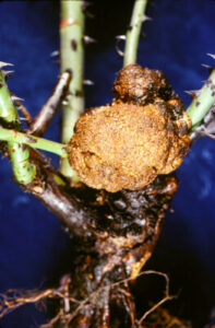 Rose: Crown gall | Hortsense | Washington State University