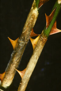 Rose: Botrytis bud and twig blight | Hortsense | Washington State ...