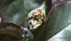 Rose: Rose midge | Hortsense | Washington State University