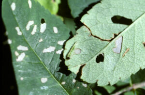 Rose: Roseslug | Hortsense | Washington State University