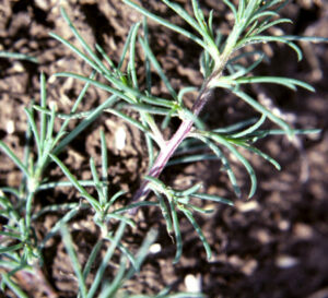 Weeds: Russian thistle (Tumbleweed) – Salsola tragus (S. iberica, S ...