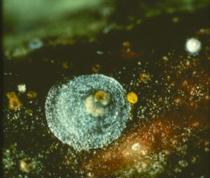 Cherry: San Jose scale | Hortsense | Washington State University