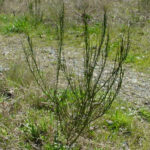 Weeds: Scotch broom – Cytisus scoparius | Hortsense | Washington State ...