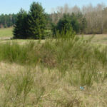 Weeds: Scotch broom – Cytisus scoparius | Hortsense | Washington State ...