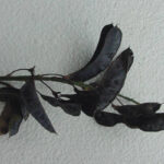 Weeds: Scotch broom – Cytisus scoparius | Hortsense | Washington State ...