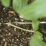 Corn: Seed rot and seedling blight (damping-off) | Hortsense ...