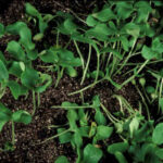 Corn: Seed rot and seedling blight (damping-off) | Hortsense ...