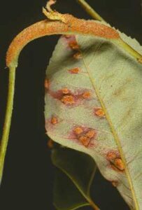 Kinnikinnick: Rust | Hortsense | Washington State University