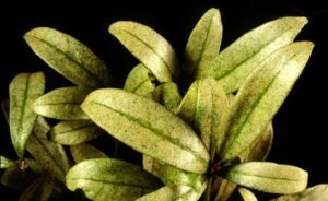 Skimmia: Spider mites | Hortsense | Washington State University