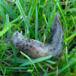 Common Insects and Mites: Slugs | Hortsense | Washington State University
