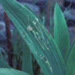 Common Insects and Mites: Slugs | Hortsense | Washington State University