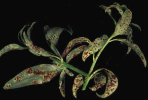 Snapdragon: Rust | Hortsense | Washington State University