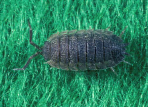 Common Insects and Mites: Sowbugs, pillbugs, and millipedes | Hortsense ...