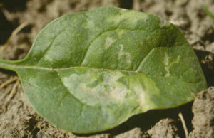 Spinach: Spinach or beet leafminer | Hortsense | Washington State ...