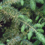 Spruce: Spruce aphid | Hortsense | Washington State University