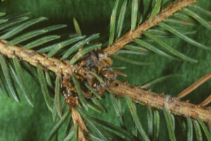Spruce: Spruce bud scale | Hortsense | Washington State University