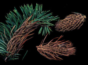 Spruce: Cooley spruce gall adelgid | Hortsense | Washington State ...
